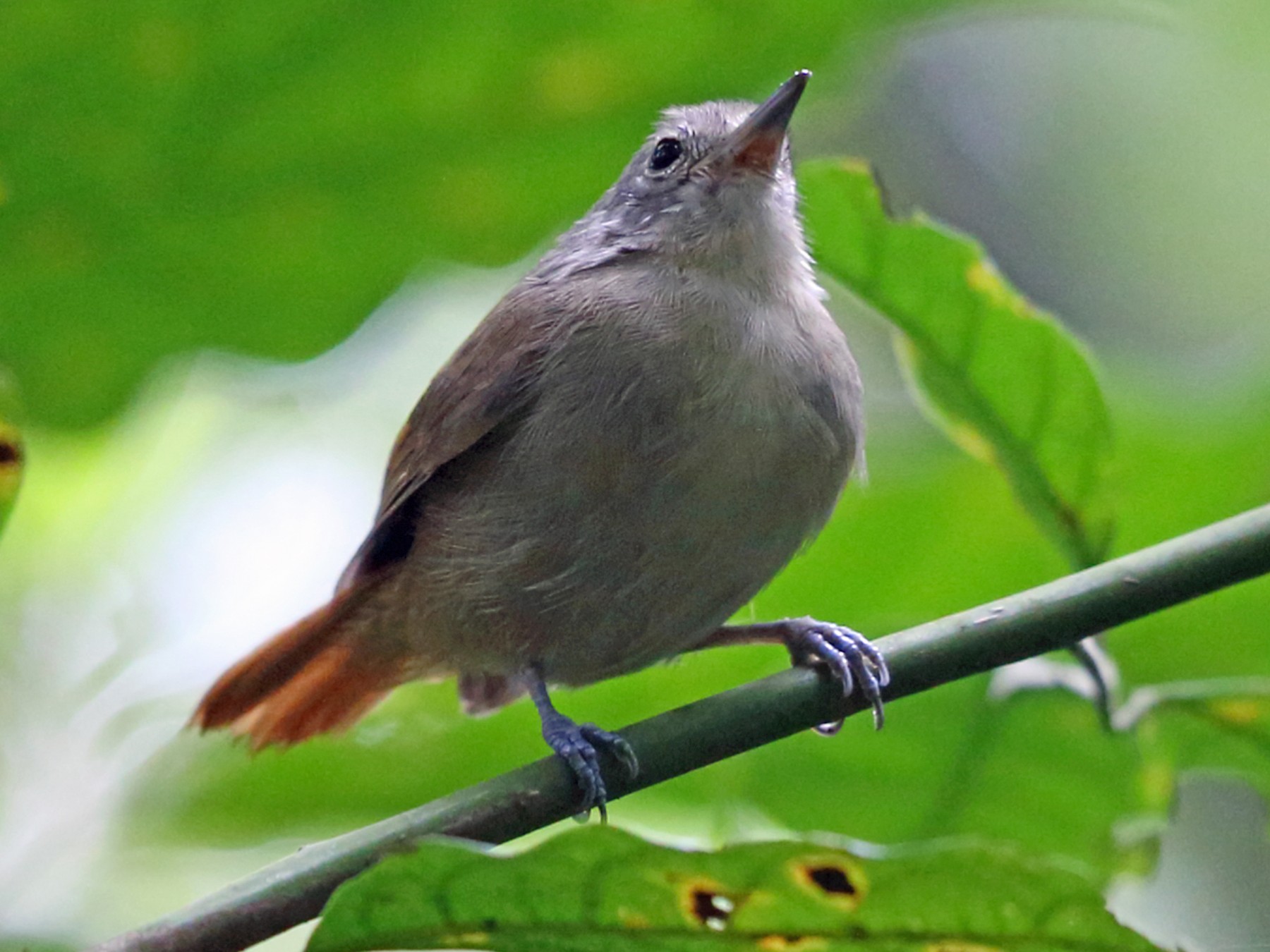 Myrmidon unicolore - eBird