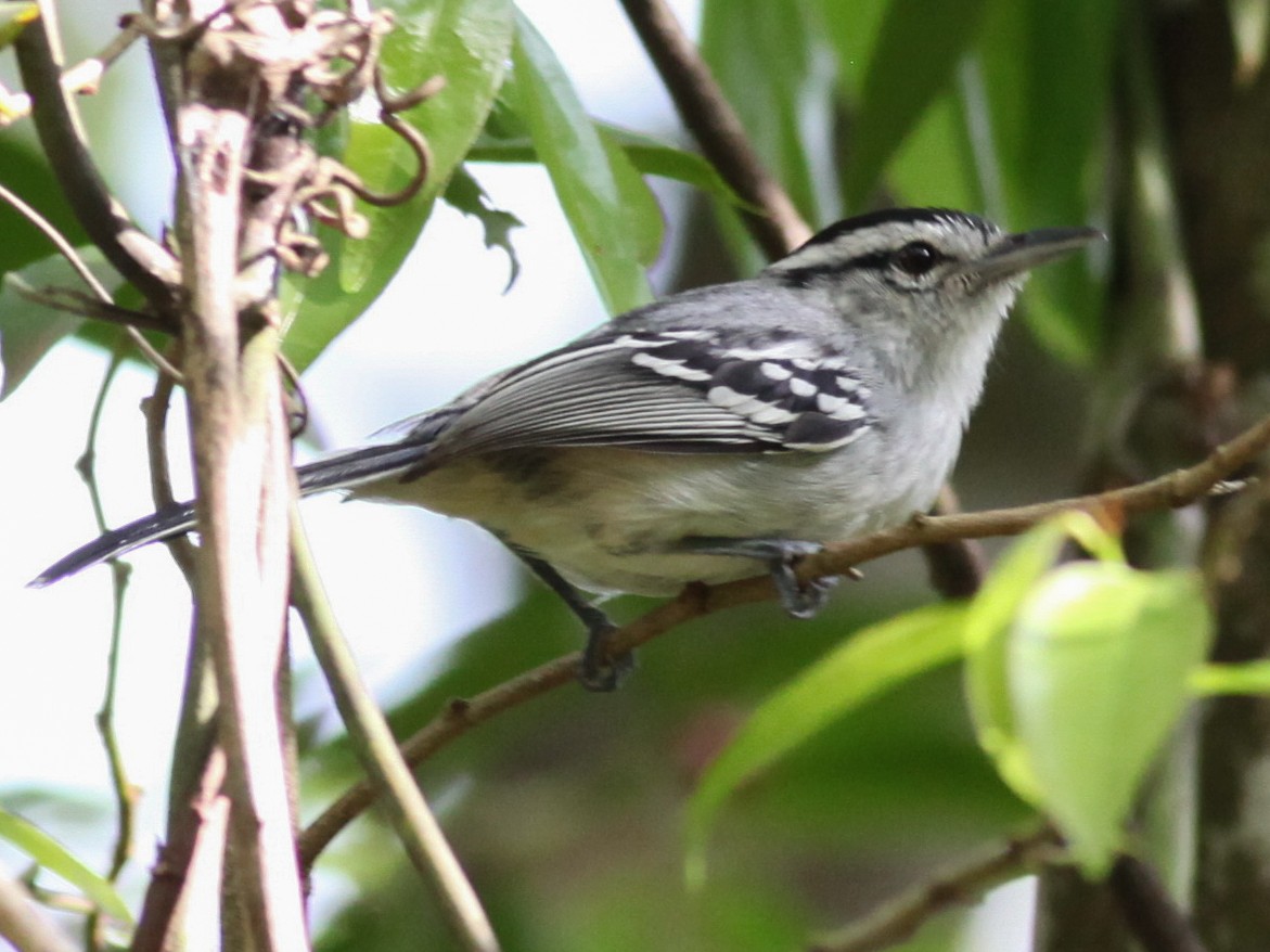 Black-capped Antwren - Herpsilochmus atricapillus - Birds of the World