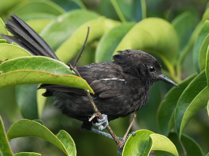 formigueiro-do-litoral - eBird