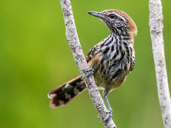 Rusty-backed Antwren - eBird