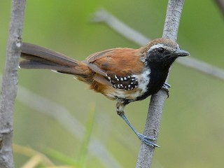 Rusty-backed Antwren - eBird