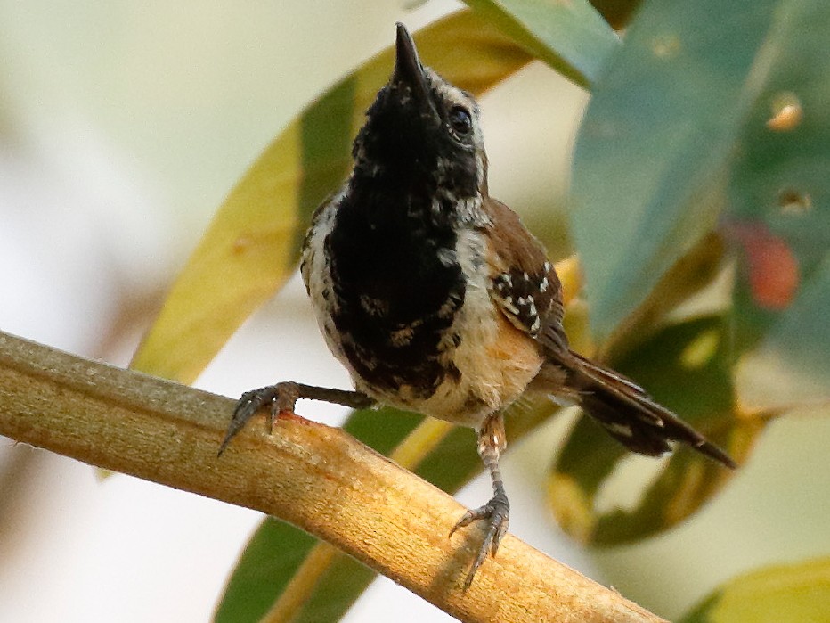 Rusty-backed Antwren - eBird