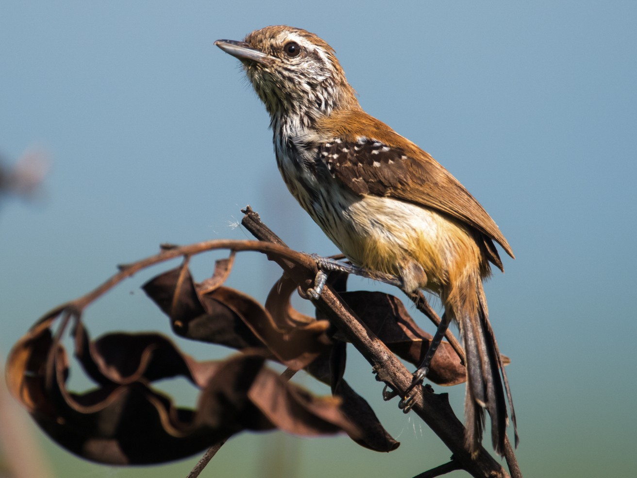 Rusty-backed Antwren - eBird