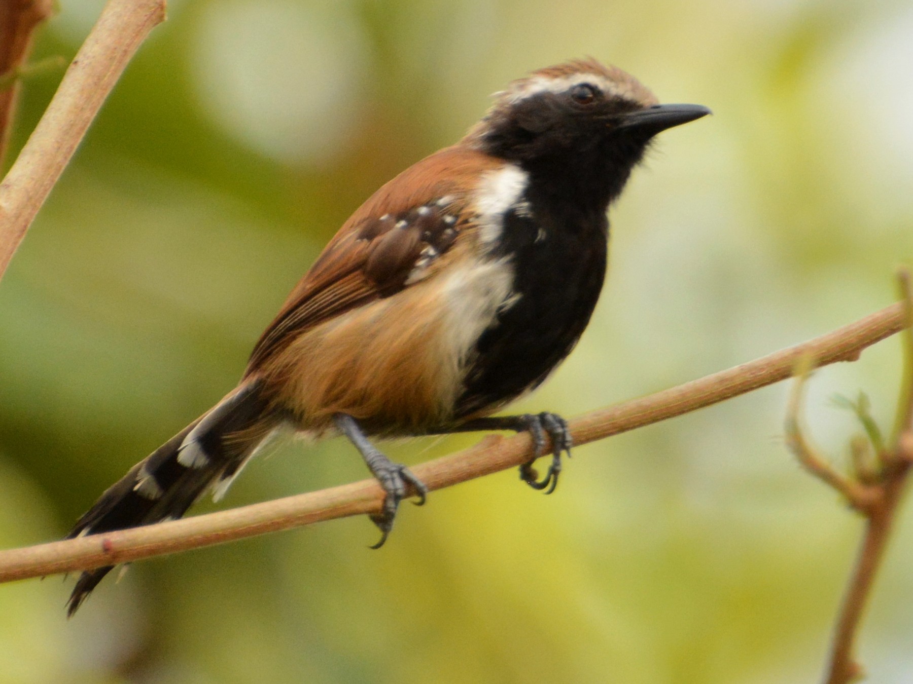 Rusty-backed Antwren - eBird
