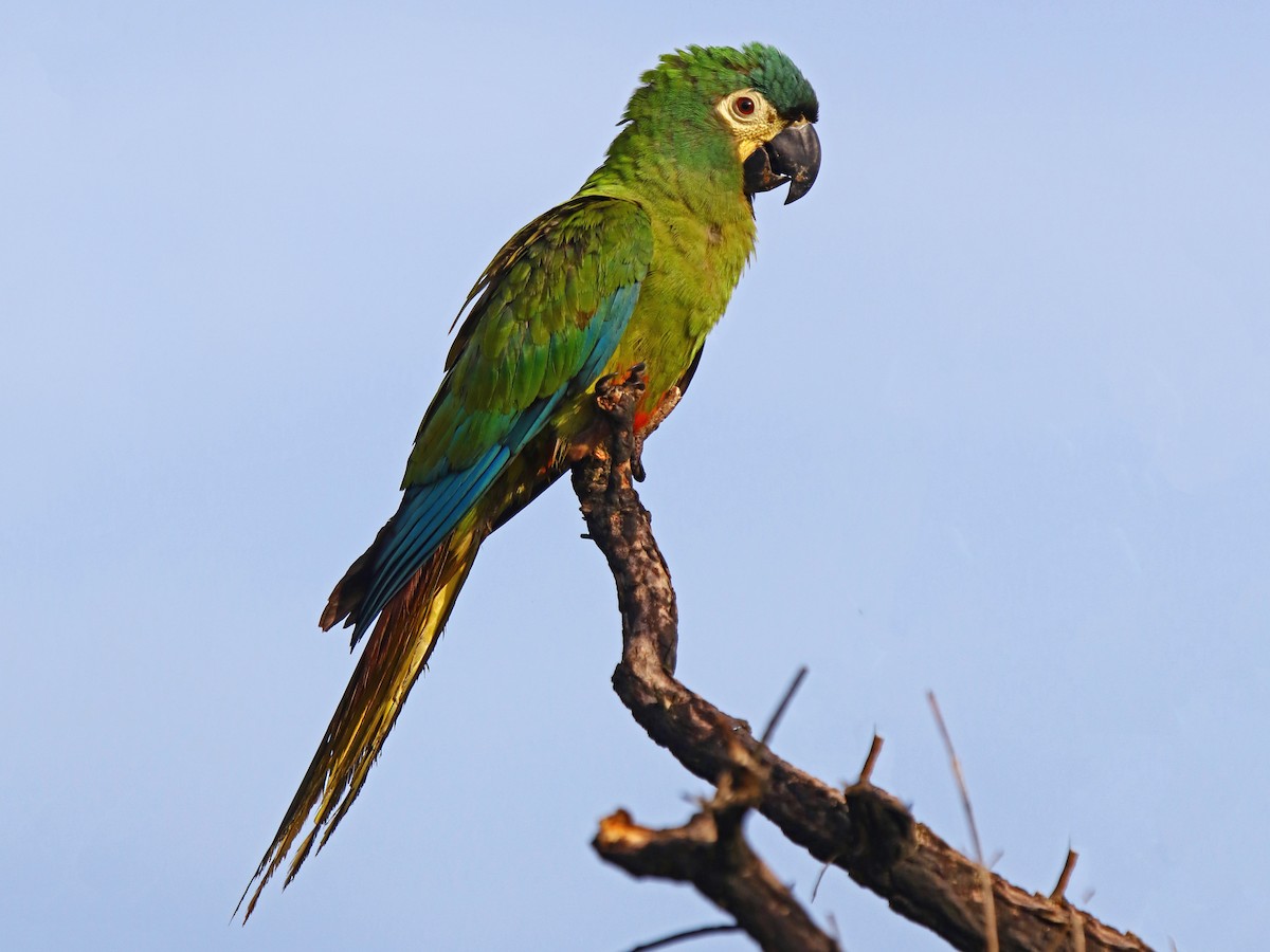 Blue-winged Macaw - Primolius maracana - Birds of the World