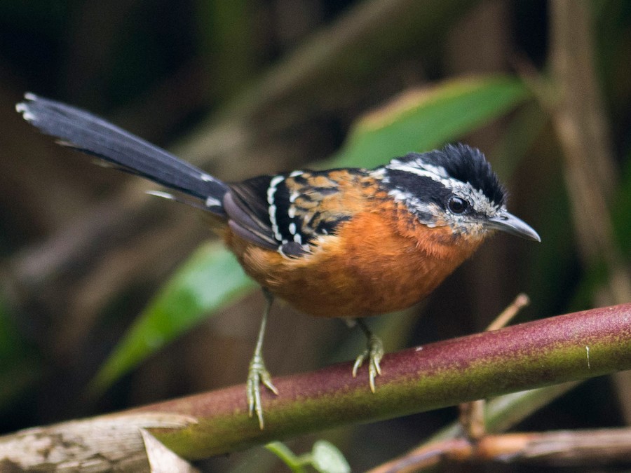 Ferruginous Antbird - eBird