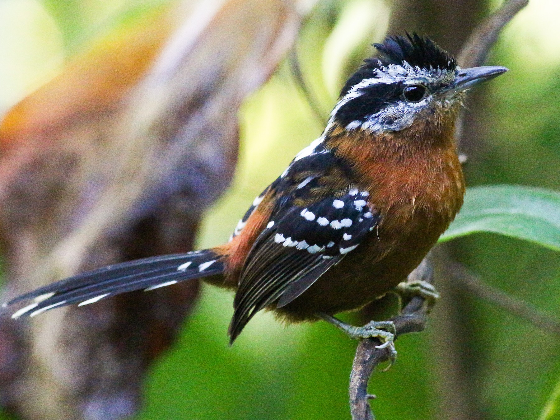 Ferruginous Antbird - eBird