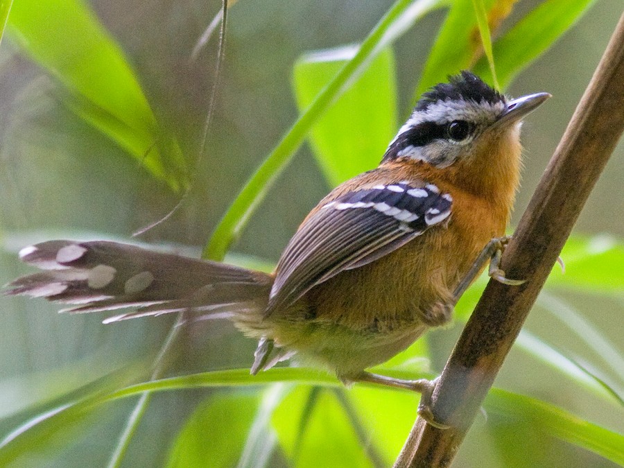 Tiluchí Colorado - eBird