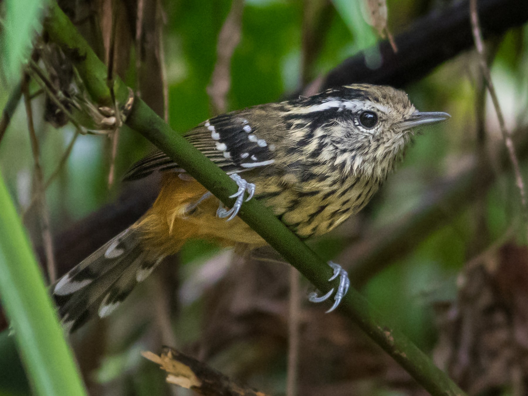 Ochre-rumped Antbird - eBird