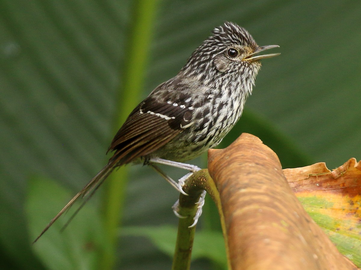 Dusky-tailed Antbird - Drymophila malura - Birds of the World