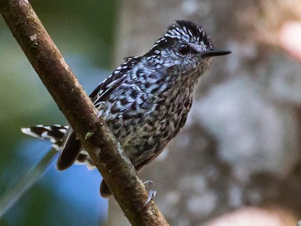 Scaled Antbird - Drymophila squamata - Birds of the World