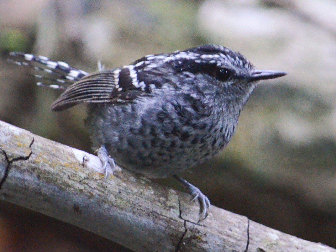 Scaled Antbird - eBird
