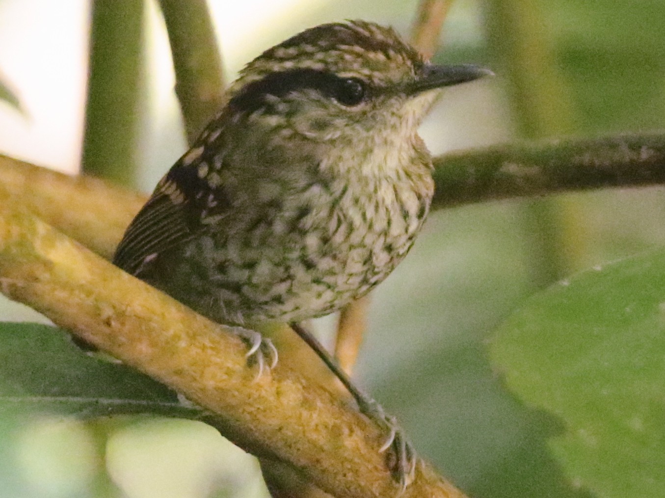 Scaled Antbird - eBird