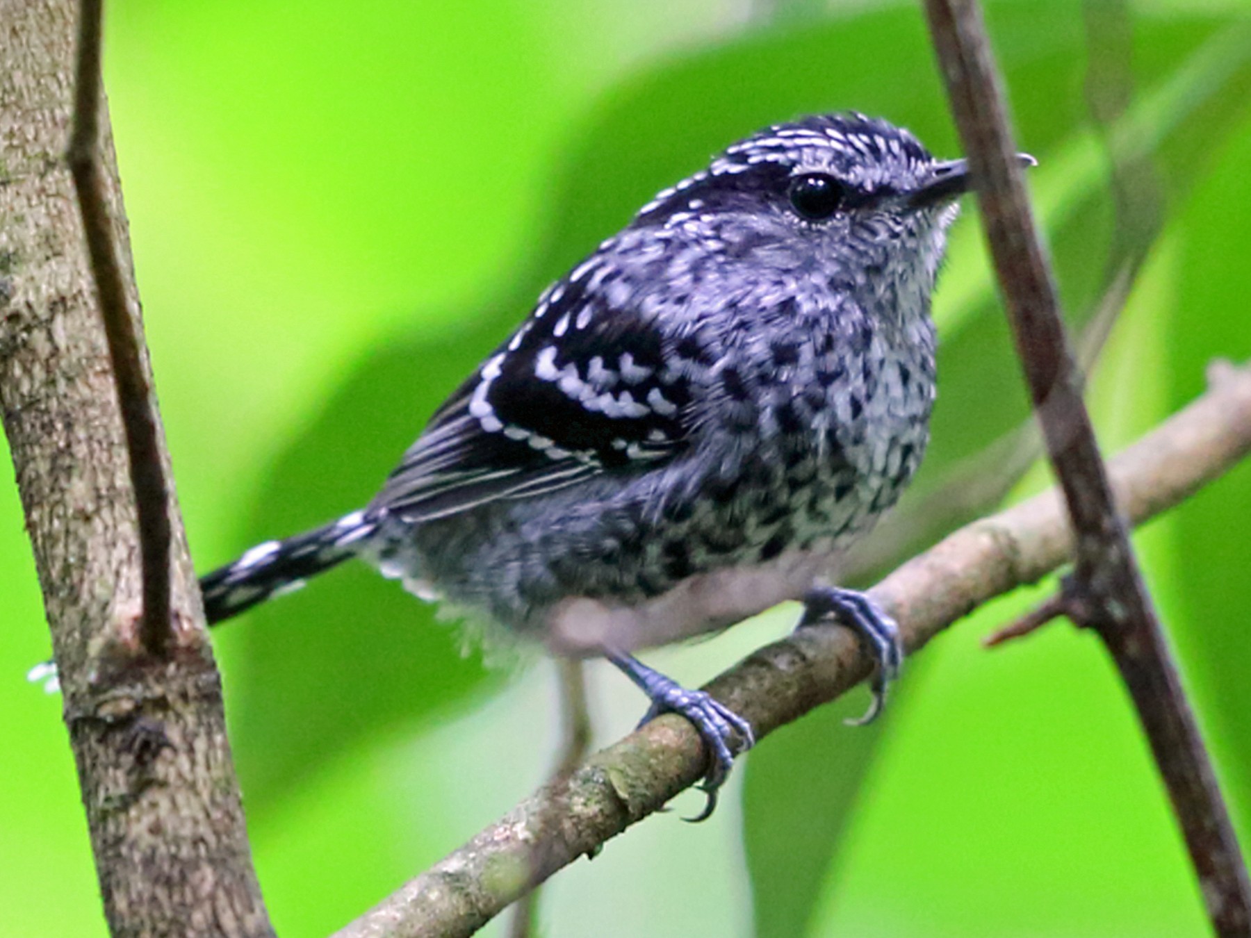 Scaled Antbird - eBird