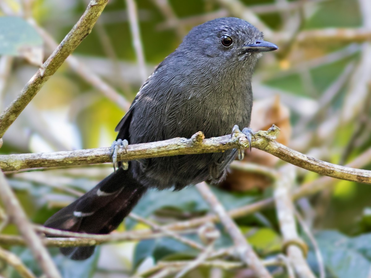 Rio de Janeiro Antbird - Cercomacra brasiliana - Birds of the World