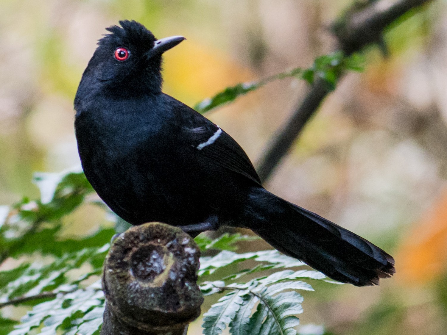 White-shouldered Fire-eye - eBird