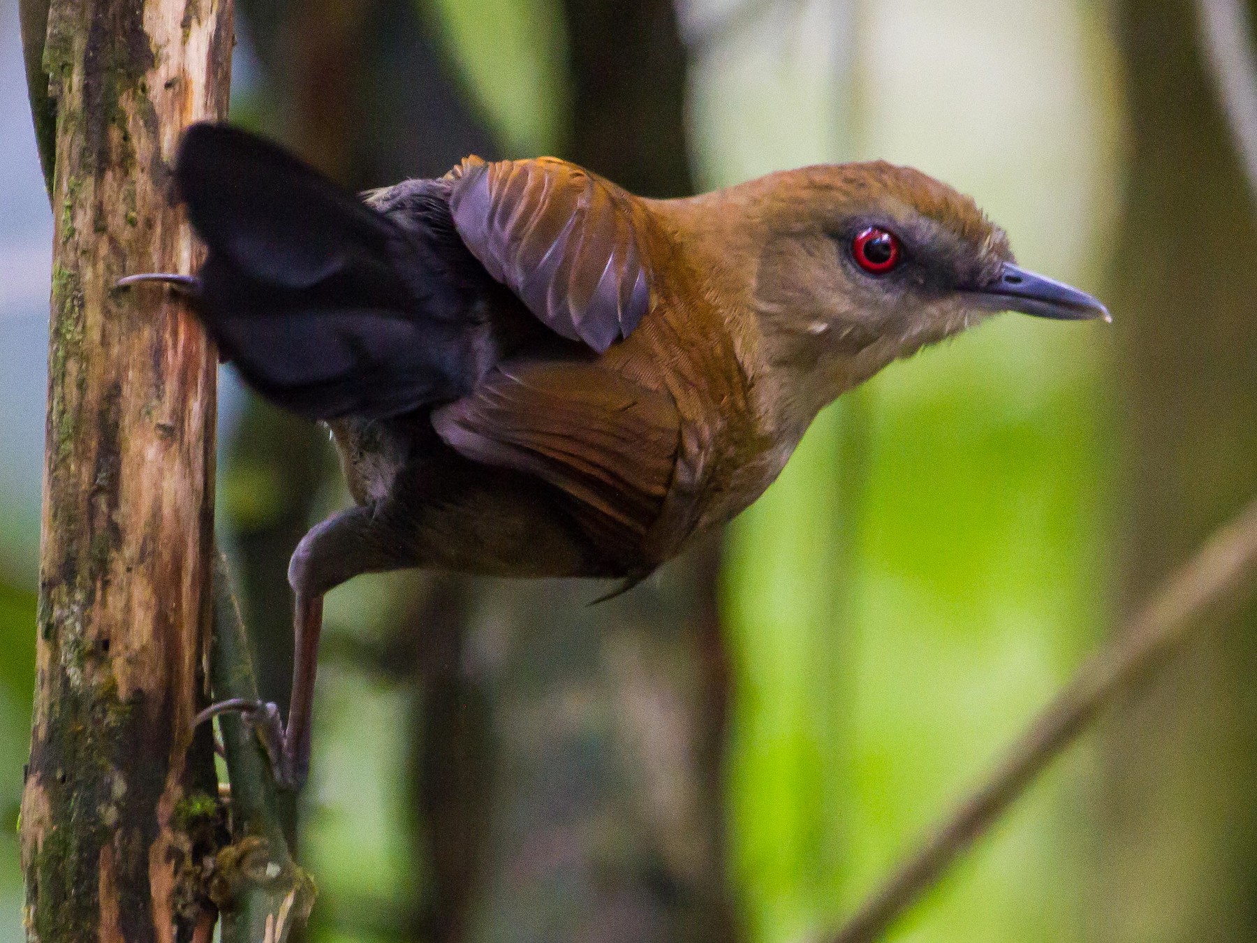 White-shouldered Fire-eye - eBird