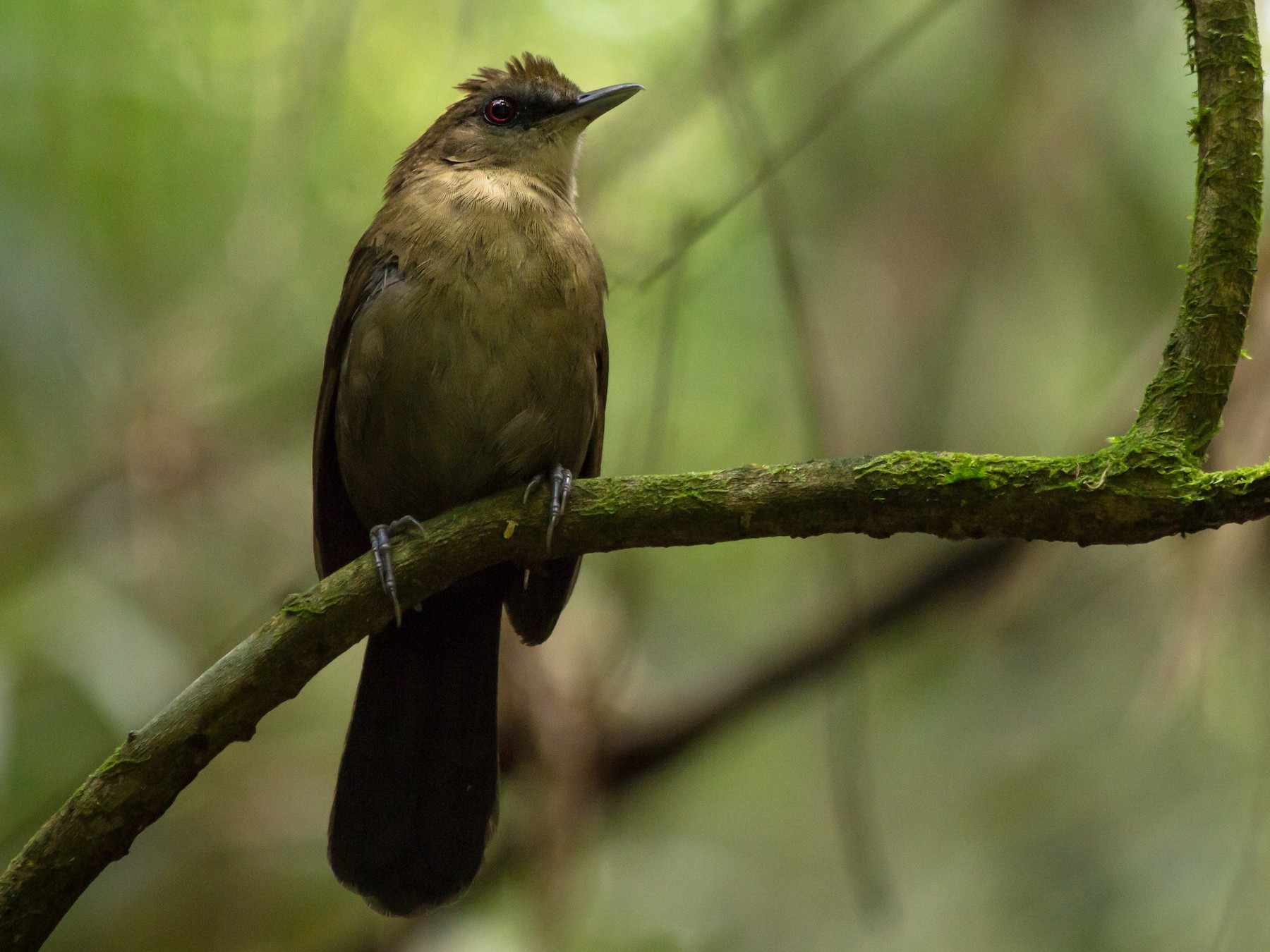 White-shouldered Fire-eye - eBird