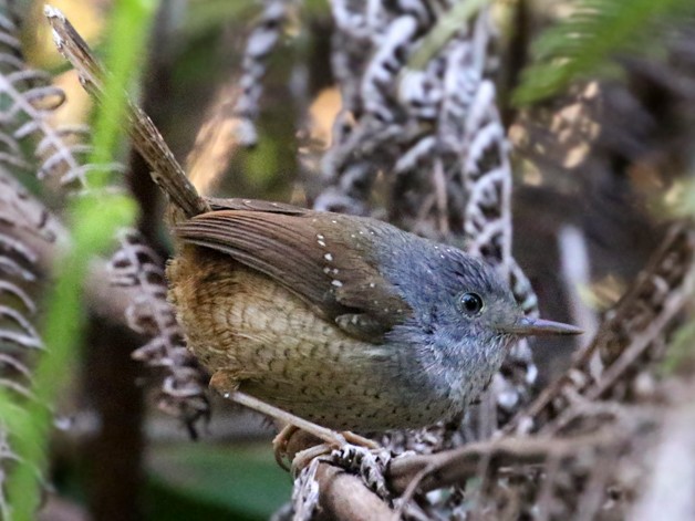 Gallito Overo - eBird