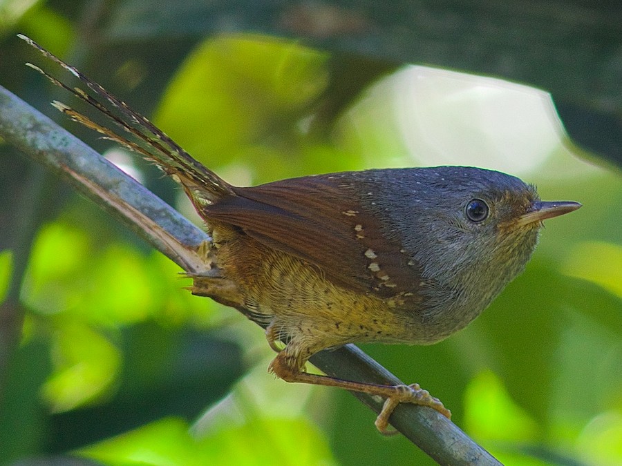 Gallito Overo - eBird