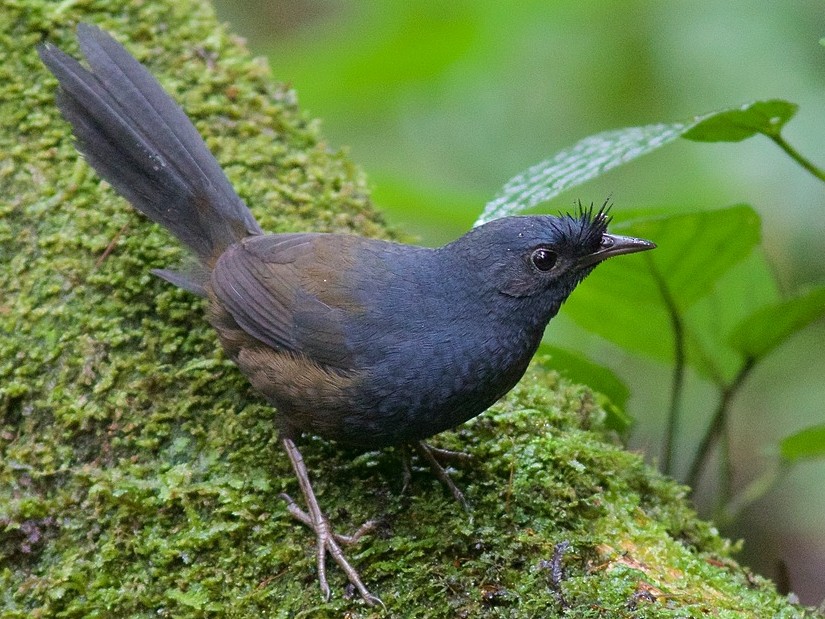 Slaty Bristlefront - Merulaxis ater - Birds of the World