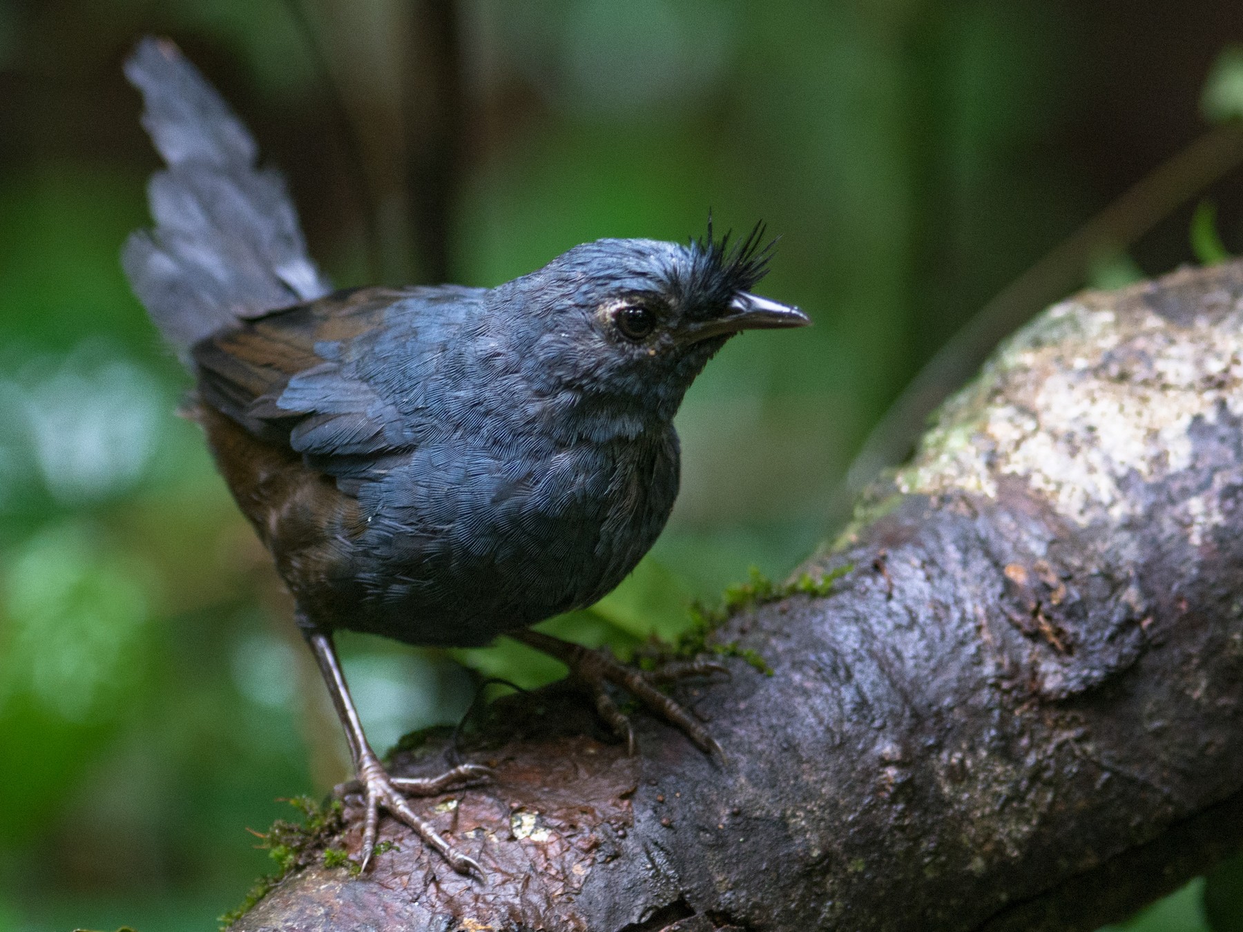 Slaty Bristlefront - eBird