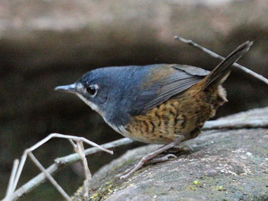 White-breasted Tapaculo - eBird