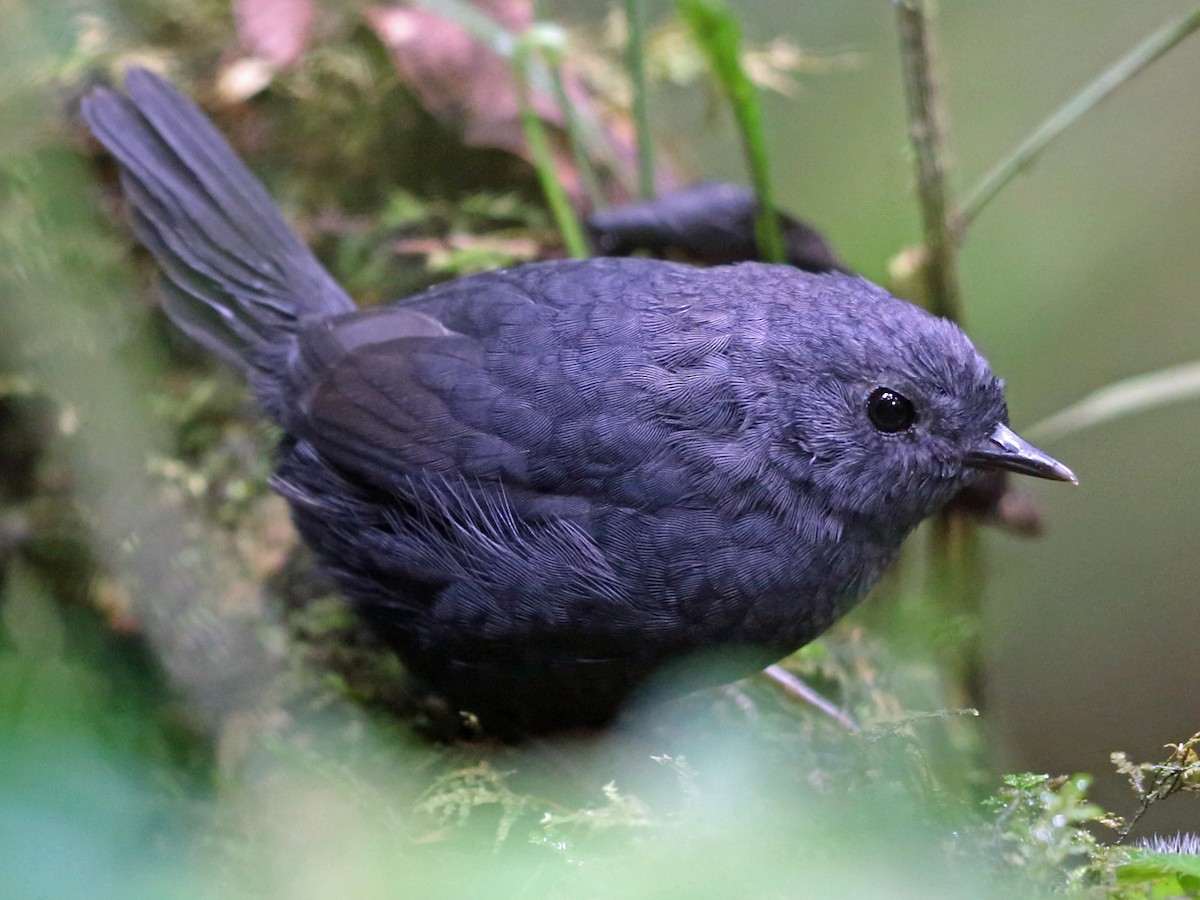 Mouse-colored Tapaculo - Scytalopus speluncae - Birds of the World