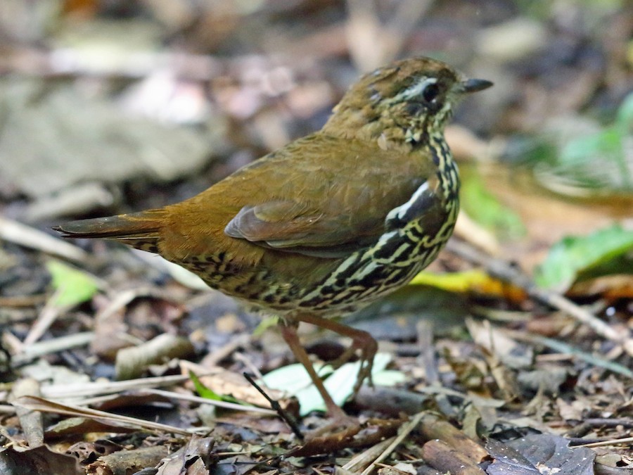 Rufous-tailed Antthrush - eBird