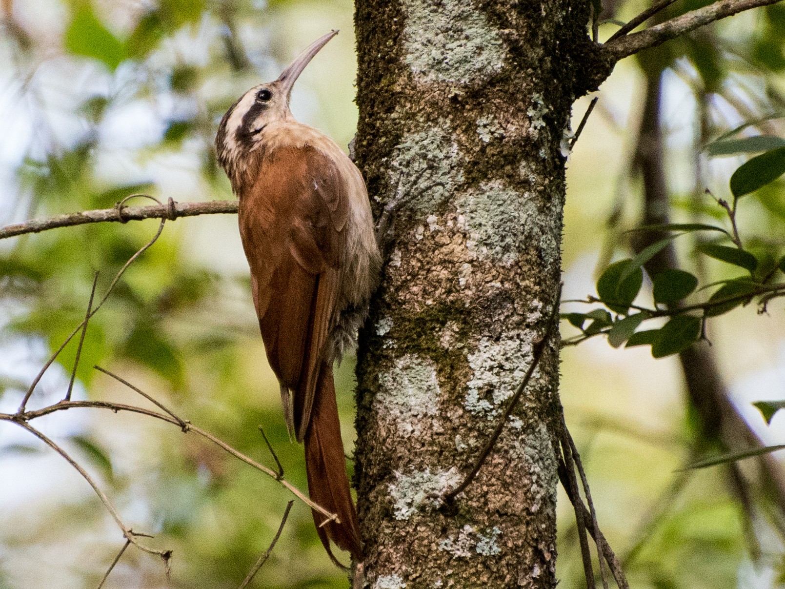 Narrow-billed Woodcreeper - eBird