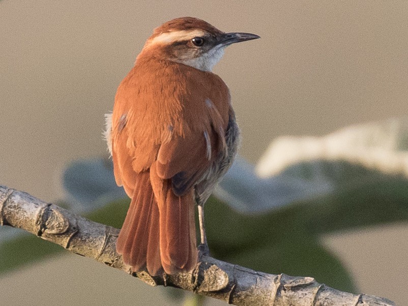 Wing-banded Hornero - eBird