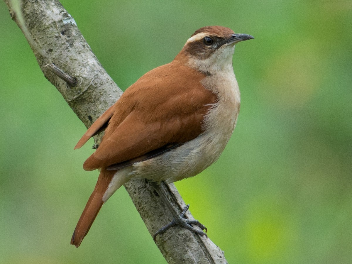 Wing-banded Hornero - Furnarius figulus - Birds of the World