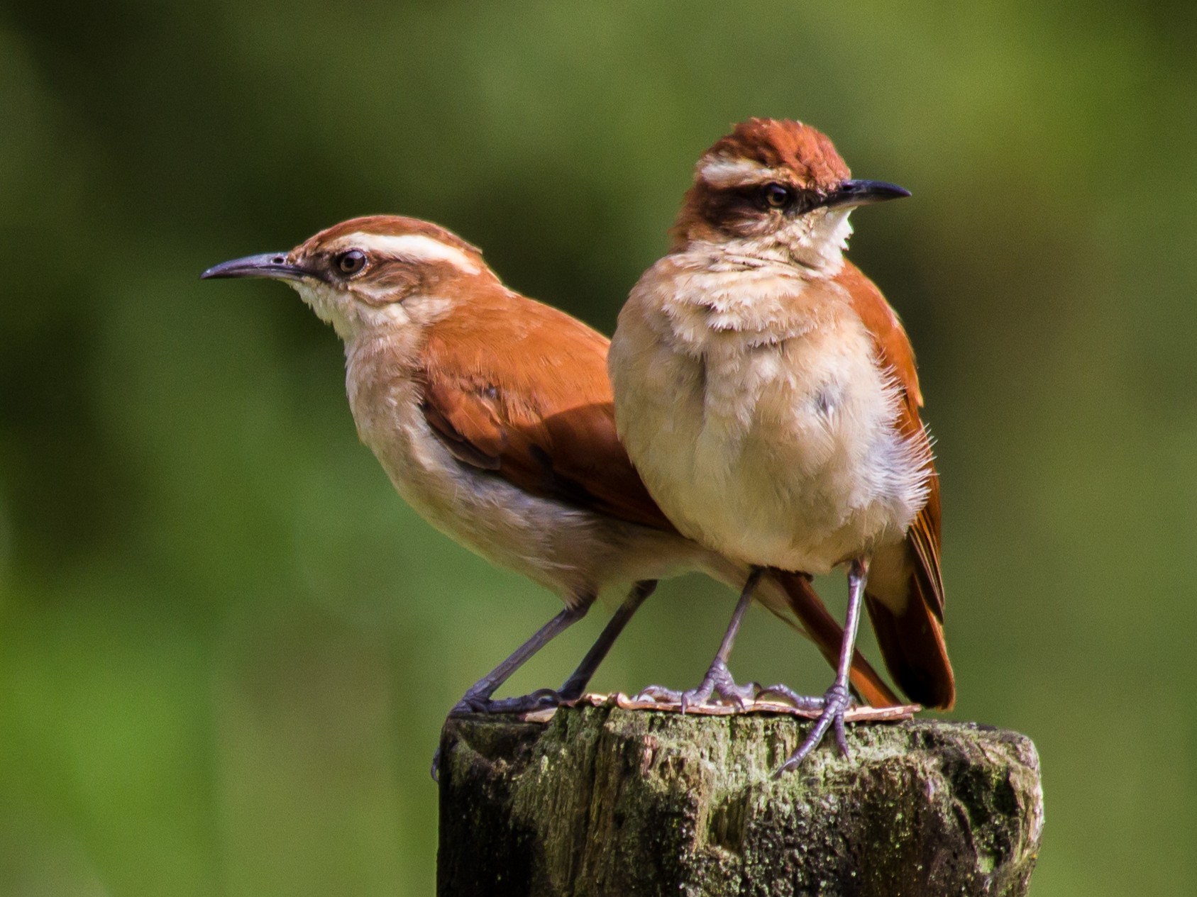 Wing-banded Hornero - eBird