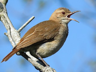 Rufous Hornero - eBird