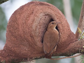 Rufous Hornero - eBird