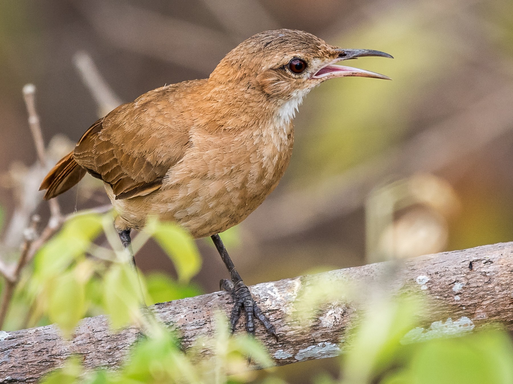 Rufous Hornero - eBird