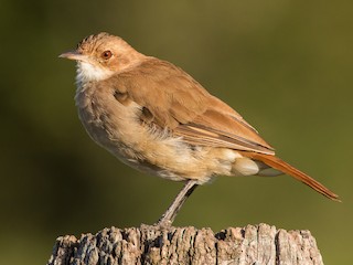Rufous Hornero - eBird