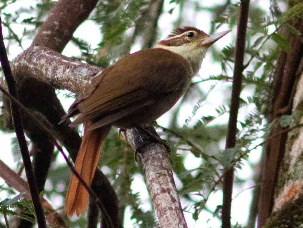 White-collared Foliage-gleaner - eBird