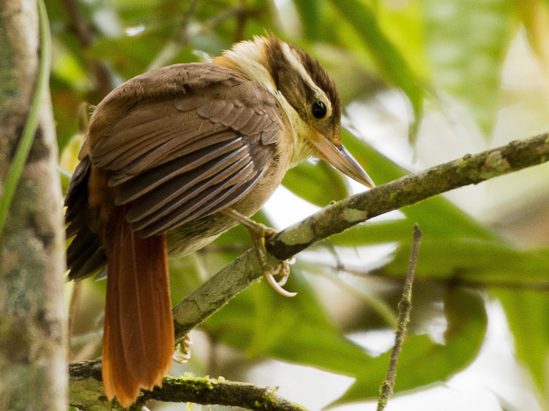 White-collared Foliage-gleaner - eBird
