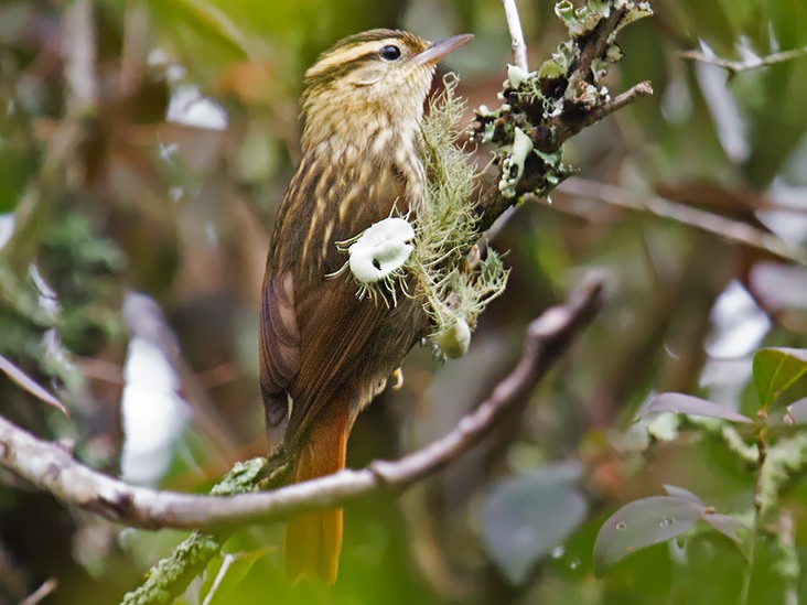 Sharp-billed Treehunter - eBird