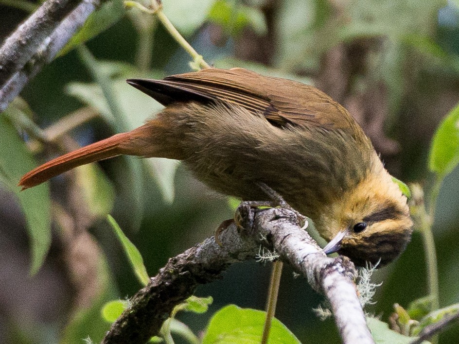 Sharp-billed Treehunter - eBird