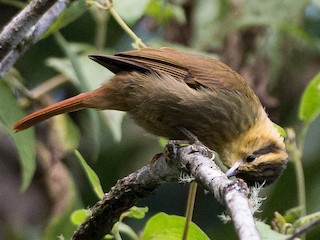 Sharp-billed Treehunter - eBird