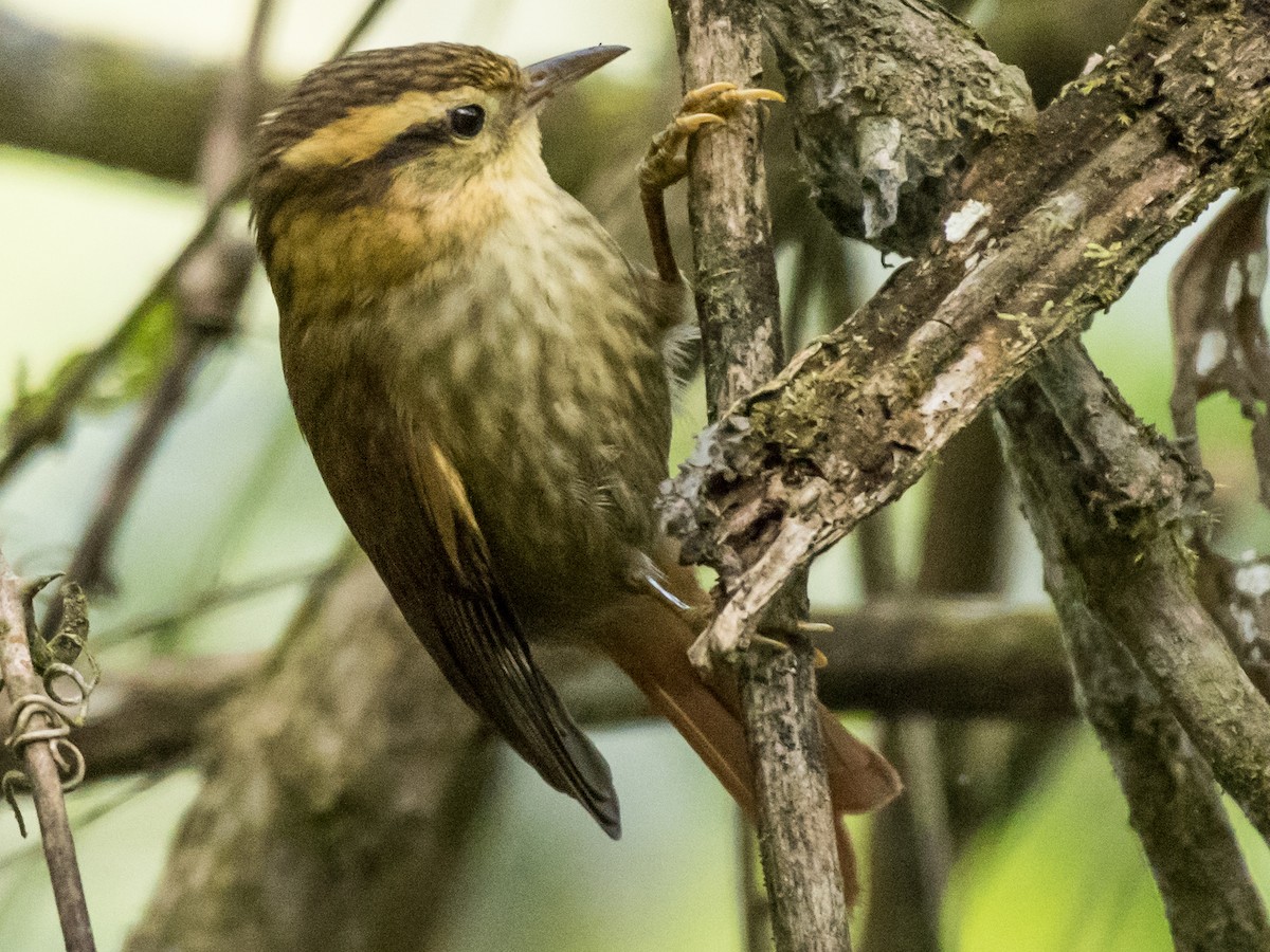 Sharp-billed Treehunter - Heliobletus contaminatus - Birds of the World