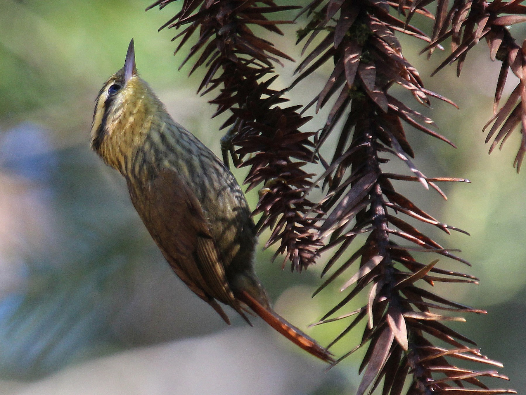 Sharp-billed Treehunter - eBird