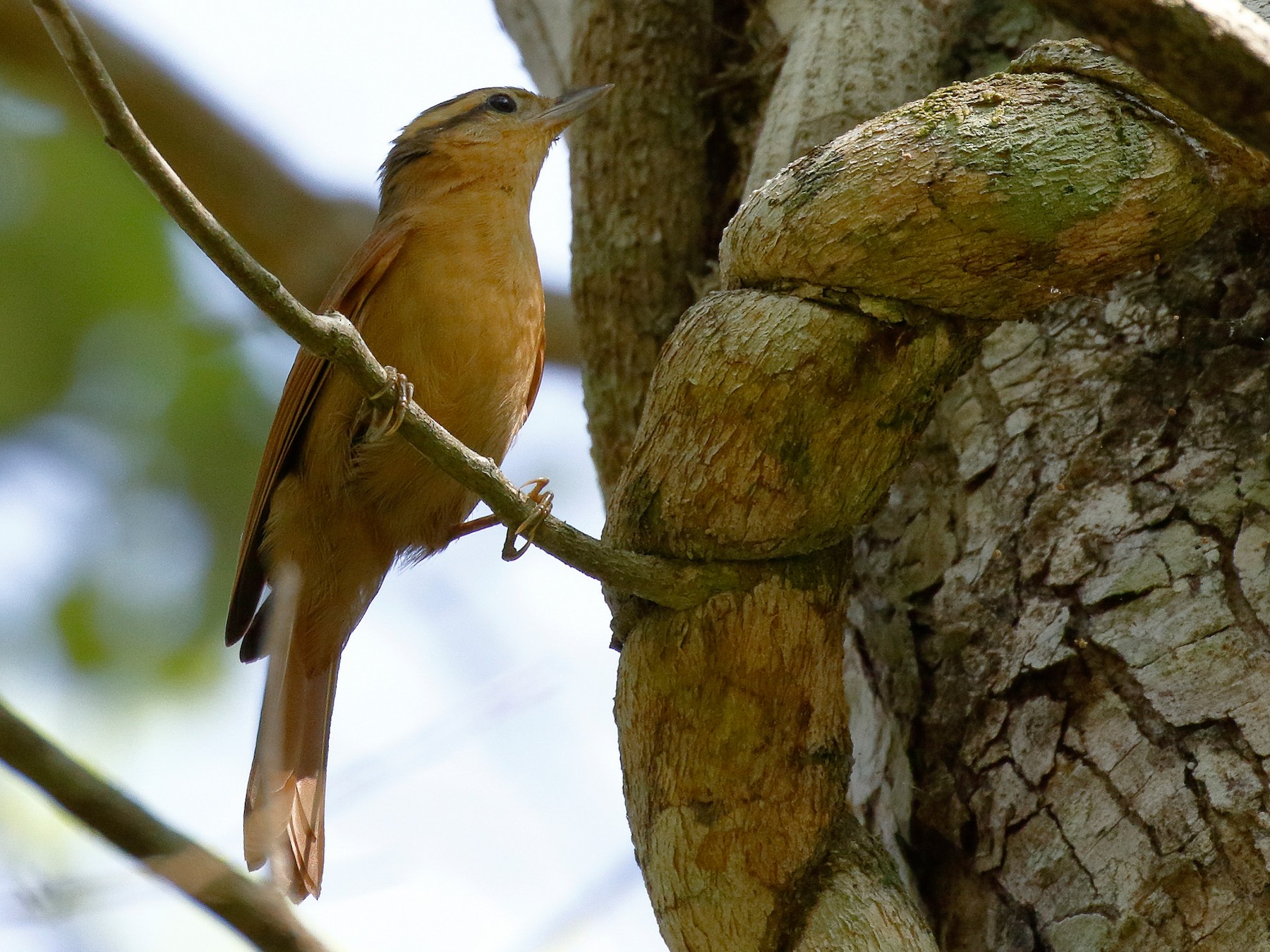 Ticotico ocráceo chico - eBird