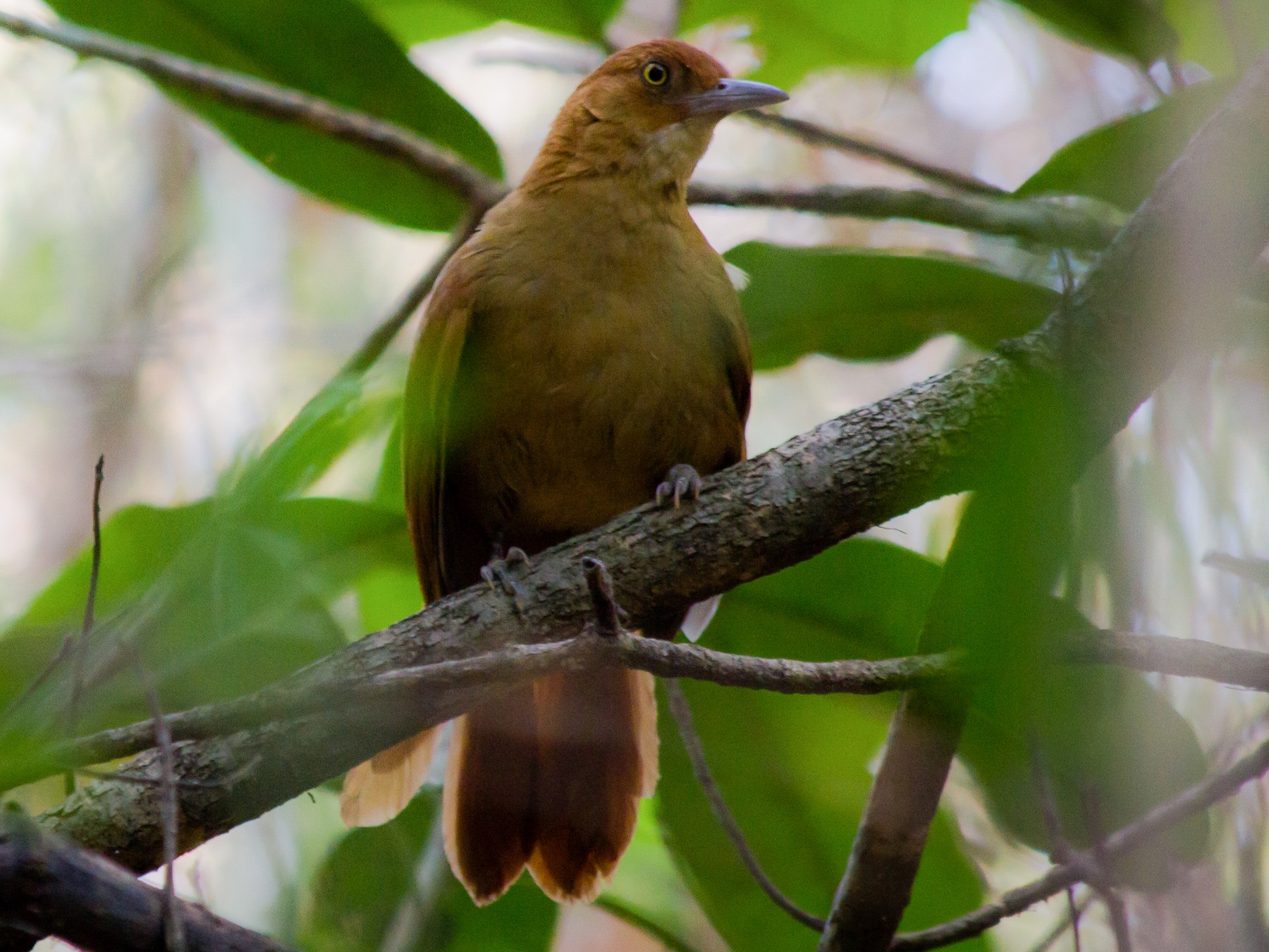 Chestnut-capped Foliage-gleaner - eBird