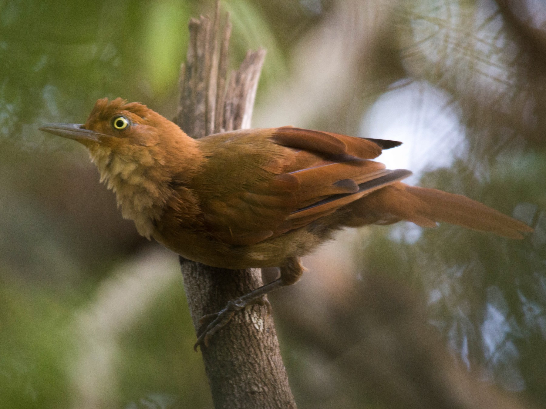 Chestnut-capped Foliage-gleaner - eBird