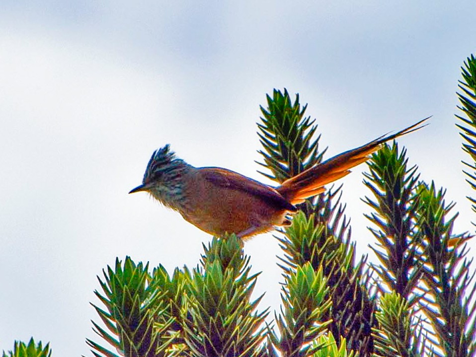 Araucaria Tit-Spinetail - eBird