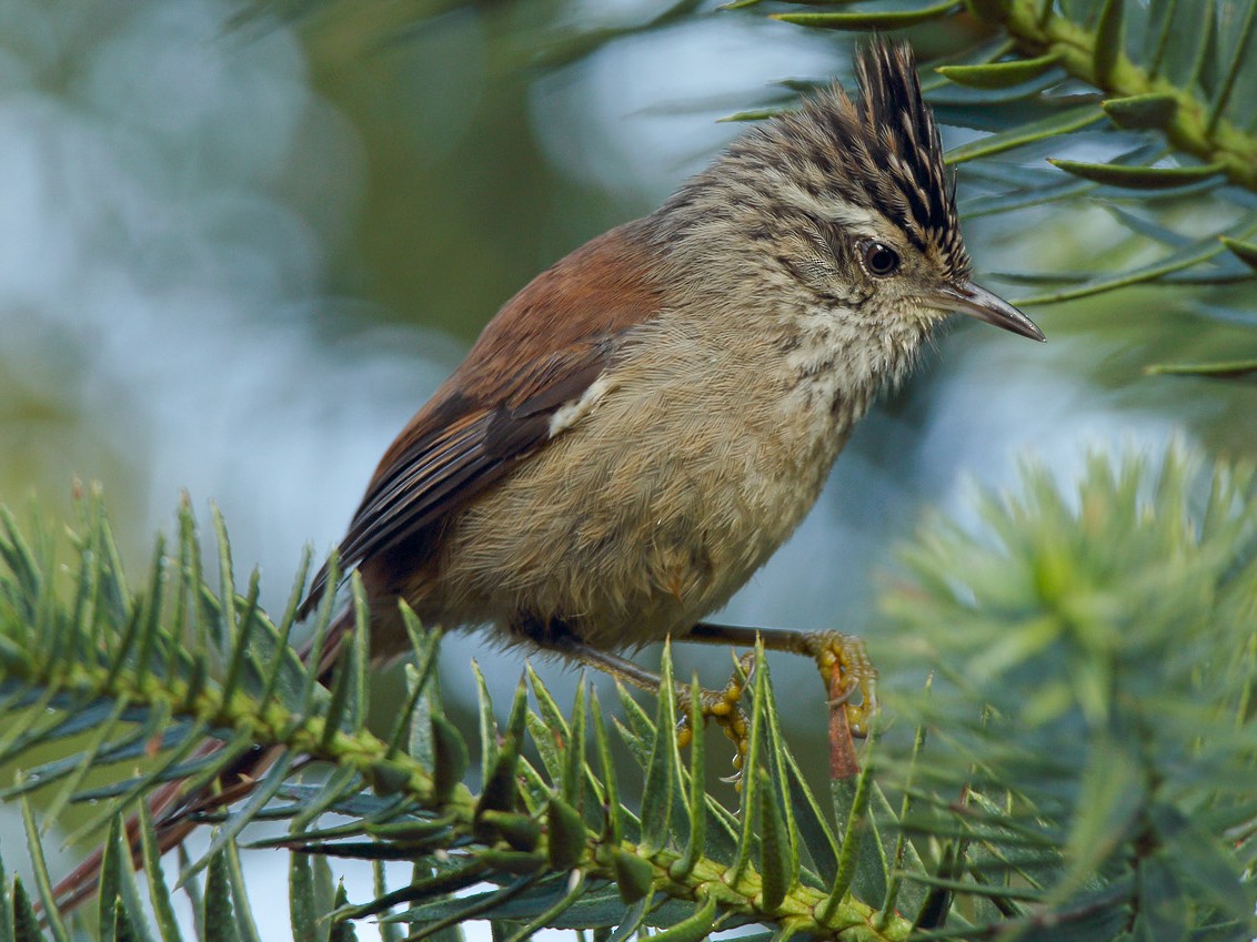 Araucaria Tit-Spinetail - Leptasthenura setaria - Birds of the World