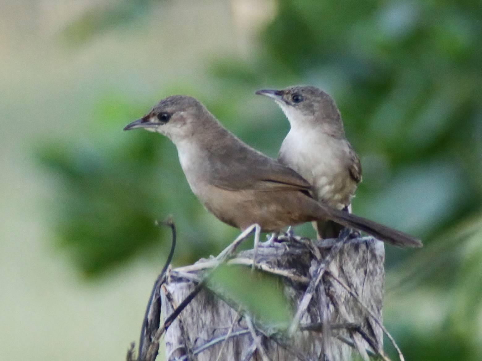 Rufous-fronted Thornbird - eBird
